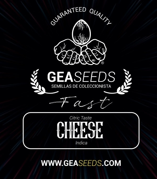 Fast Cheese - GeaSeeds®