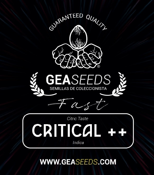 Fast Critical ++ - La variedad más rápida de todas - Gea Seeds