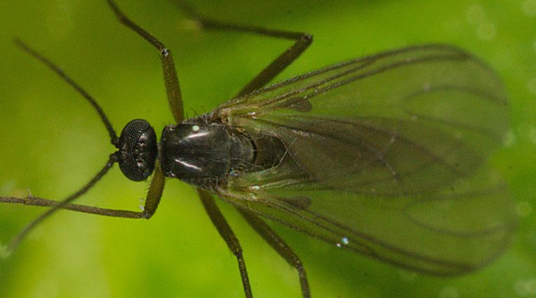 CANNABIS PESTS | Marijuana