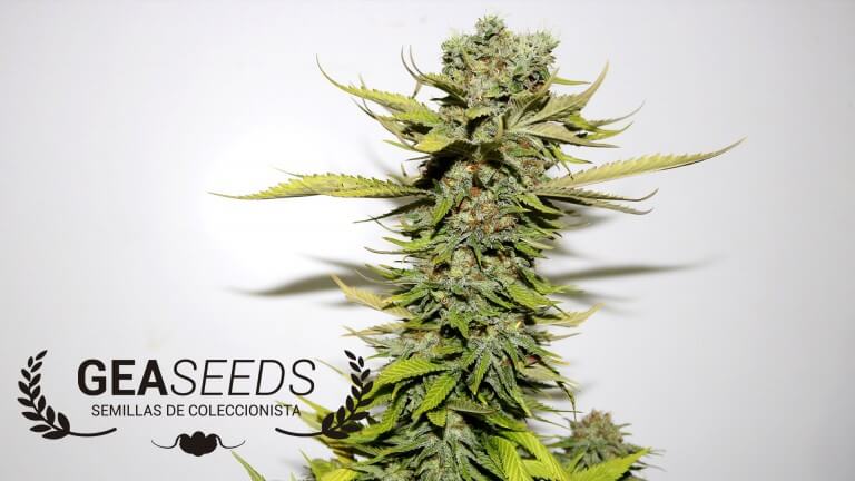 CUTTING PLANTS: HOW AND WHEN TO CUT MARIJUANA?