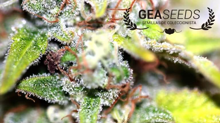 CUTTING PLANTS: HOW AND WHEN TO CUT MARIJUANA?