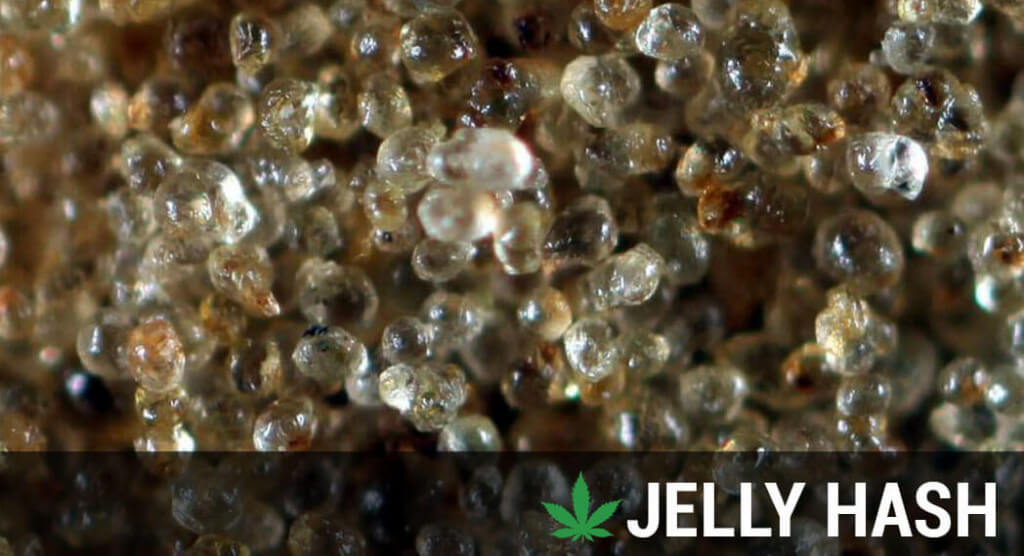 CÓMO HACER HACHÍS CASERO, EXTRACCIONES DE BHO Y JELLY HASH