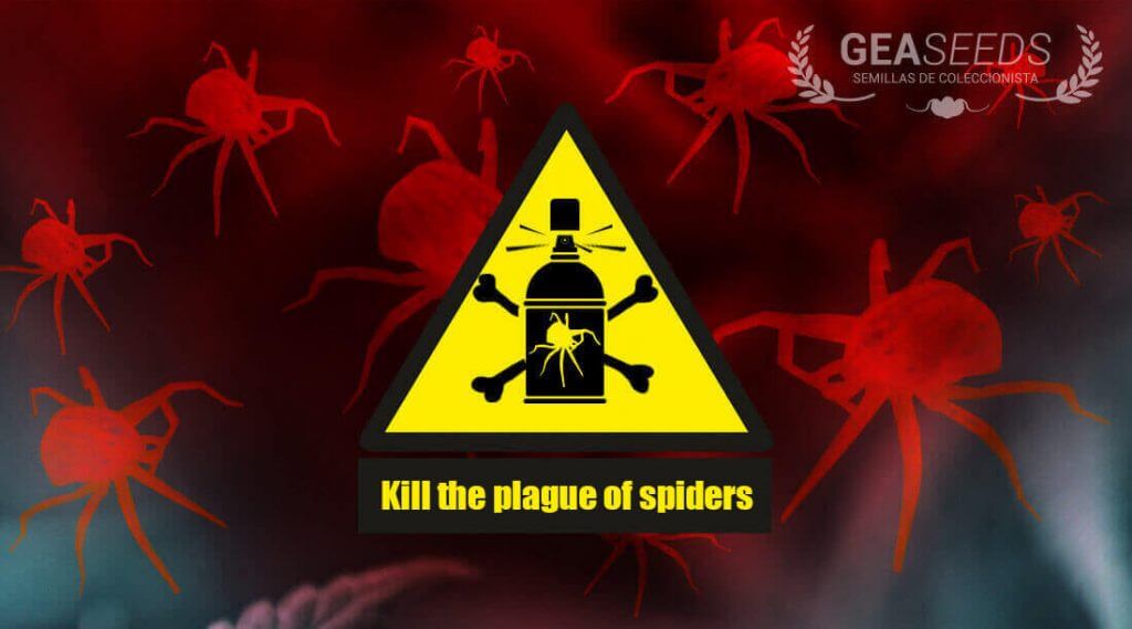 THE RED SPIDER - HOW TO KILL AND PREVENT IN CROPS