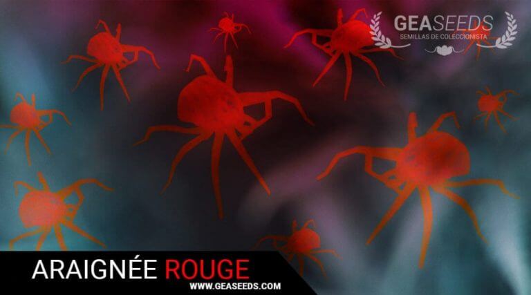 L'ARAIGNÉE ROUGE - COMMENT LA TUER ET PRÉVENIR SON APPARITION DANS LES ...