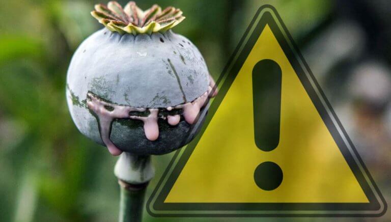 All about Opium (Papaver somniferum) - Gea Seeds