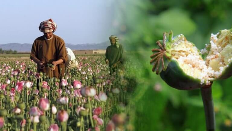 Tudo sobre o Ópio, perigos e efeitos.