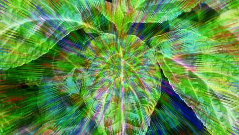 Que es la Salvia divinorum y cuales son sus efectos