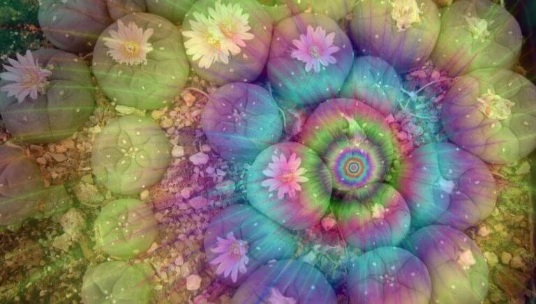 Peyote and its Effects