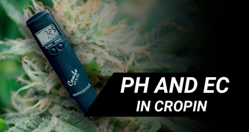 Cannabis blog - Weed News by GeaSeeds