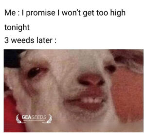 Weed Memes: The Best And Funniest Cannabis Memes 2026